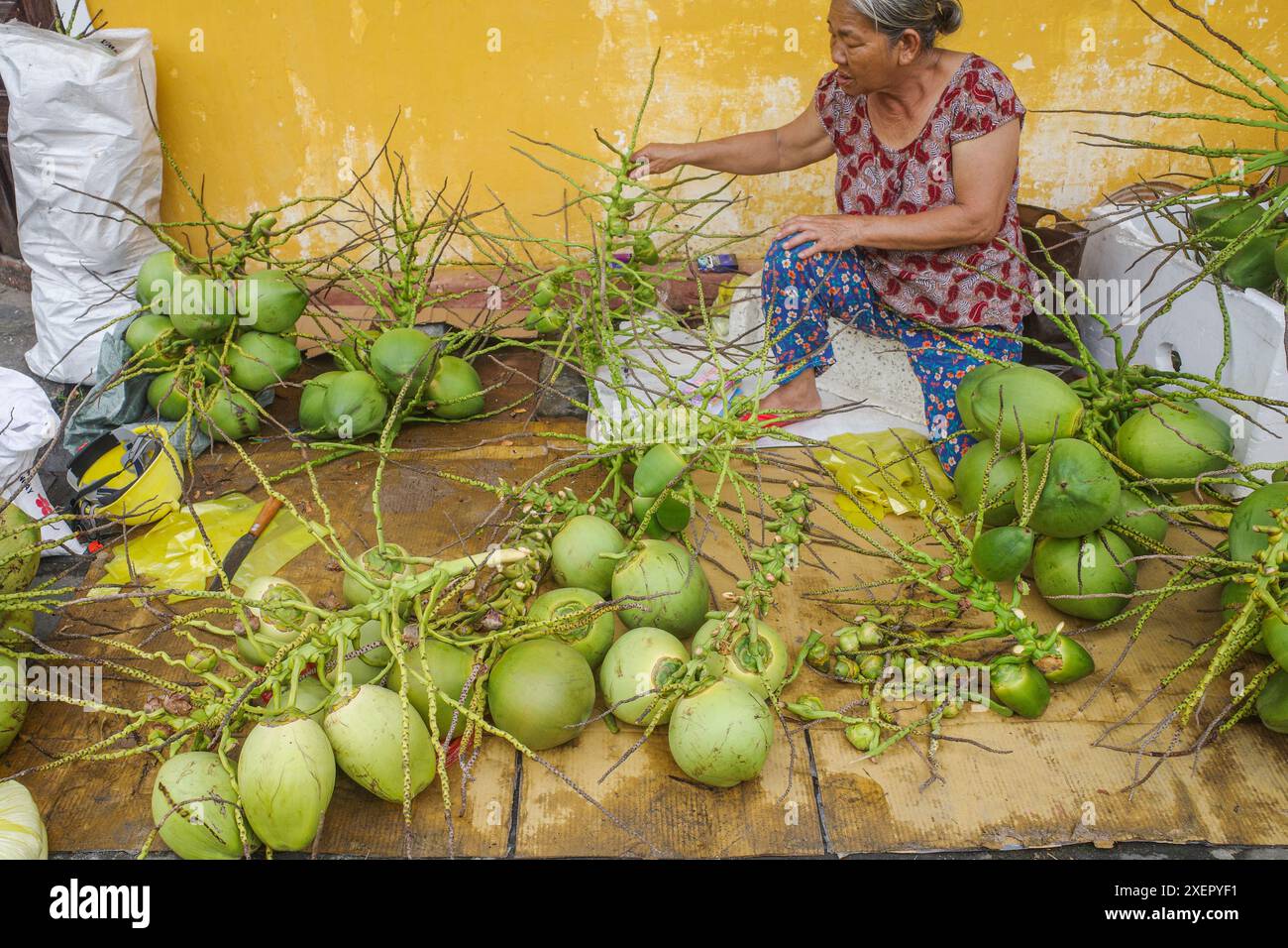 Hoi An, Vietnam - 5 Feb, 2024: Vietnamese lady selling Coconuts in Cho ...