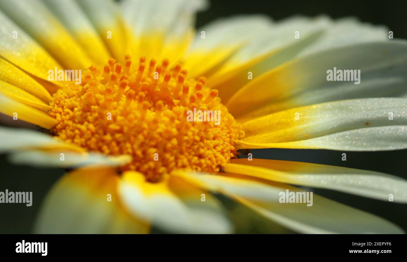 Crown Daisy (Glebionis coronaria) featuring very pale yellow petals ...