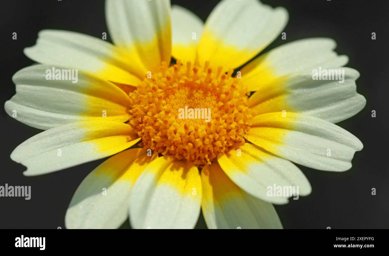 Crown Daisy (Glebionis coronaria) featuring very pale yellow petals ...