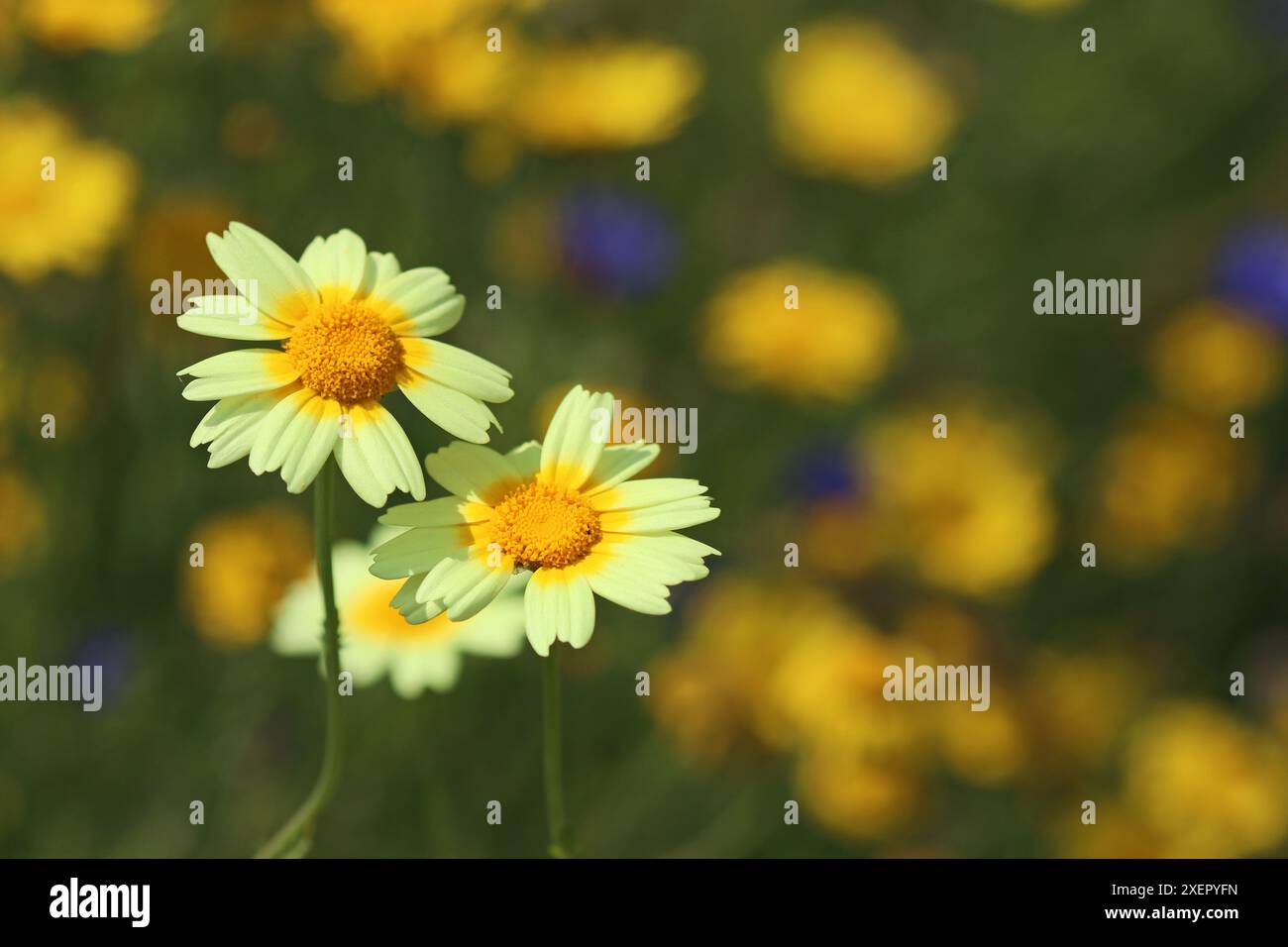 Yellow ray florets grouped in small flower heads hi-res stock ...