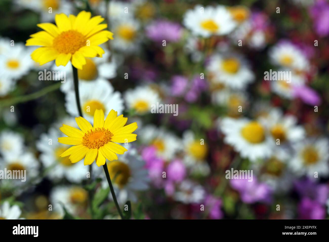 Simple golden daisies hi-res stock photography and images - Alamy