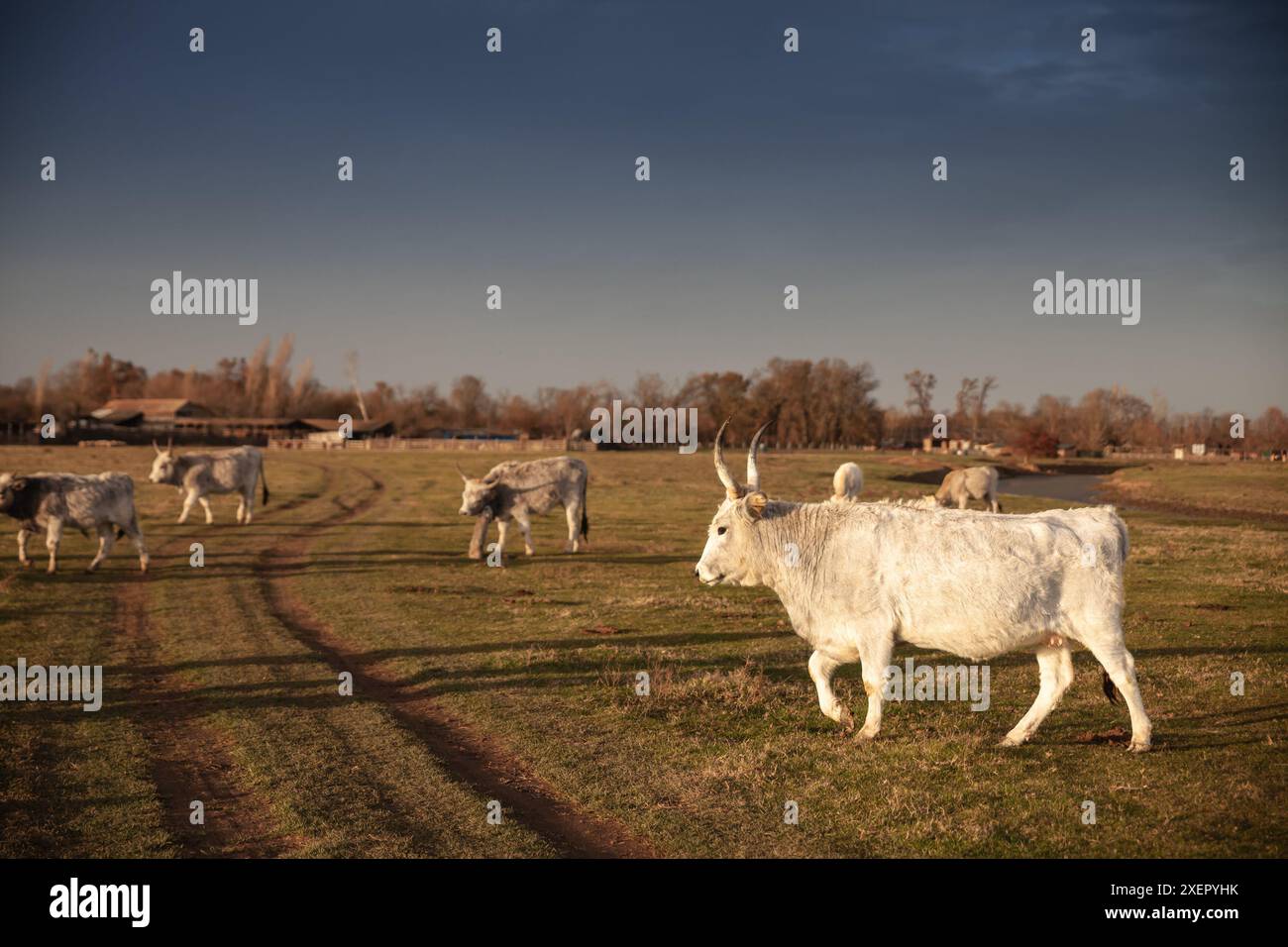 Picture of cow, a podolian cattle, standing in Vojvodina, Serbia at ...