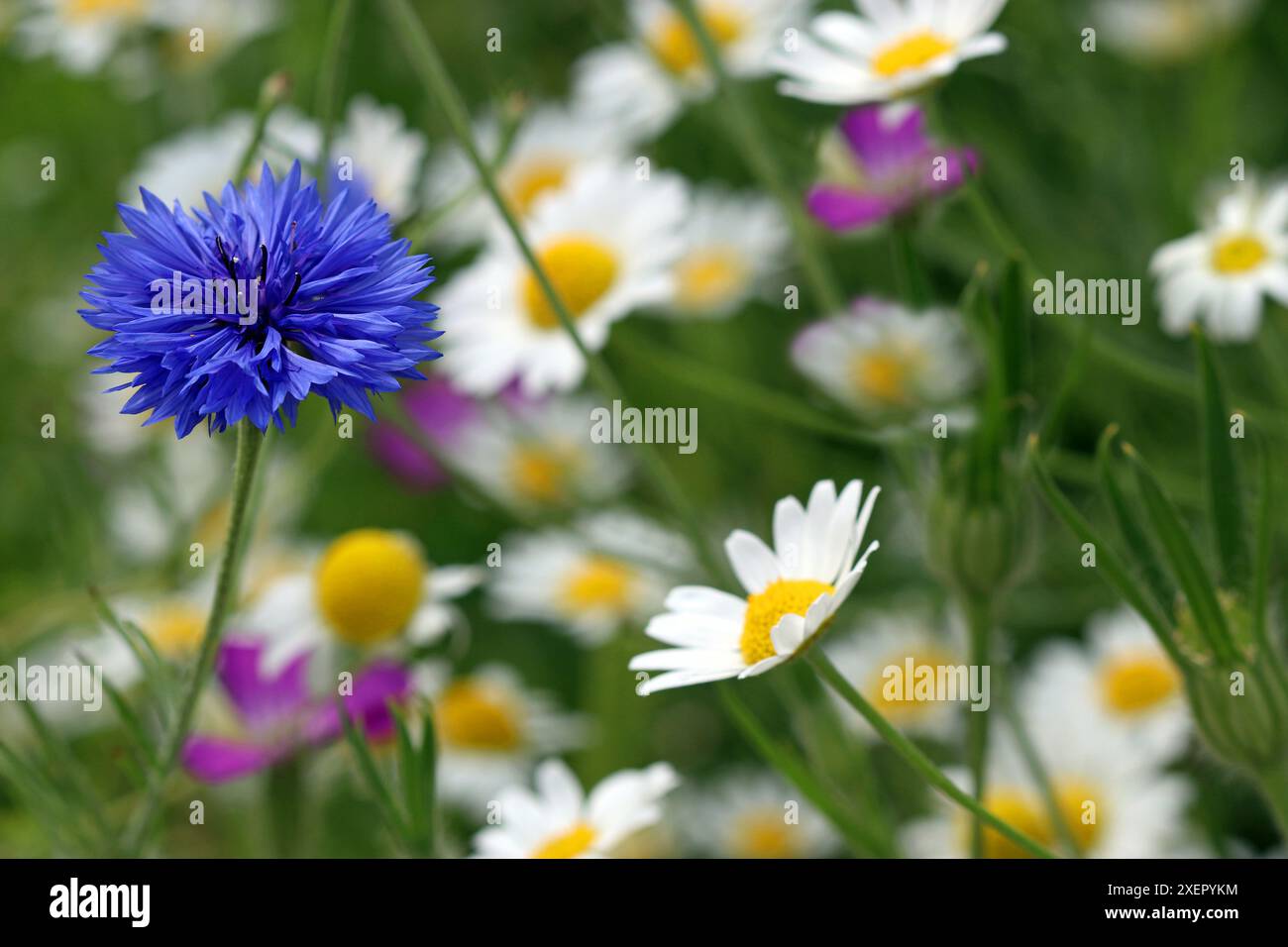 Wildflowers wildflower cornflower meadow hi-res stock photography and ...