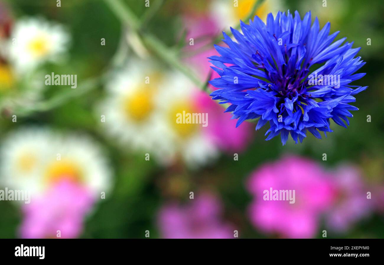 Wildflowers wildflower cornflower meadow hi-res stock photography and ...