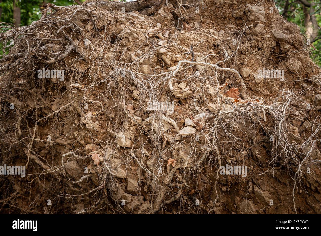 Mycelium network hi-res stock photography and images - Alamy