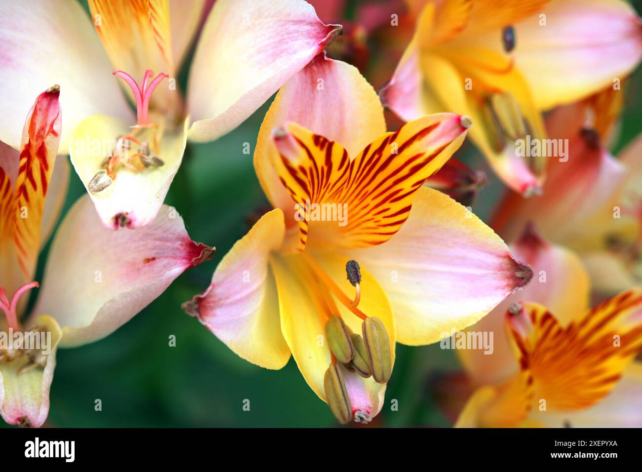 Miniature lily like flower hi-res stock photography and images - Alamy