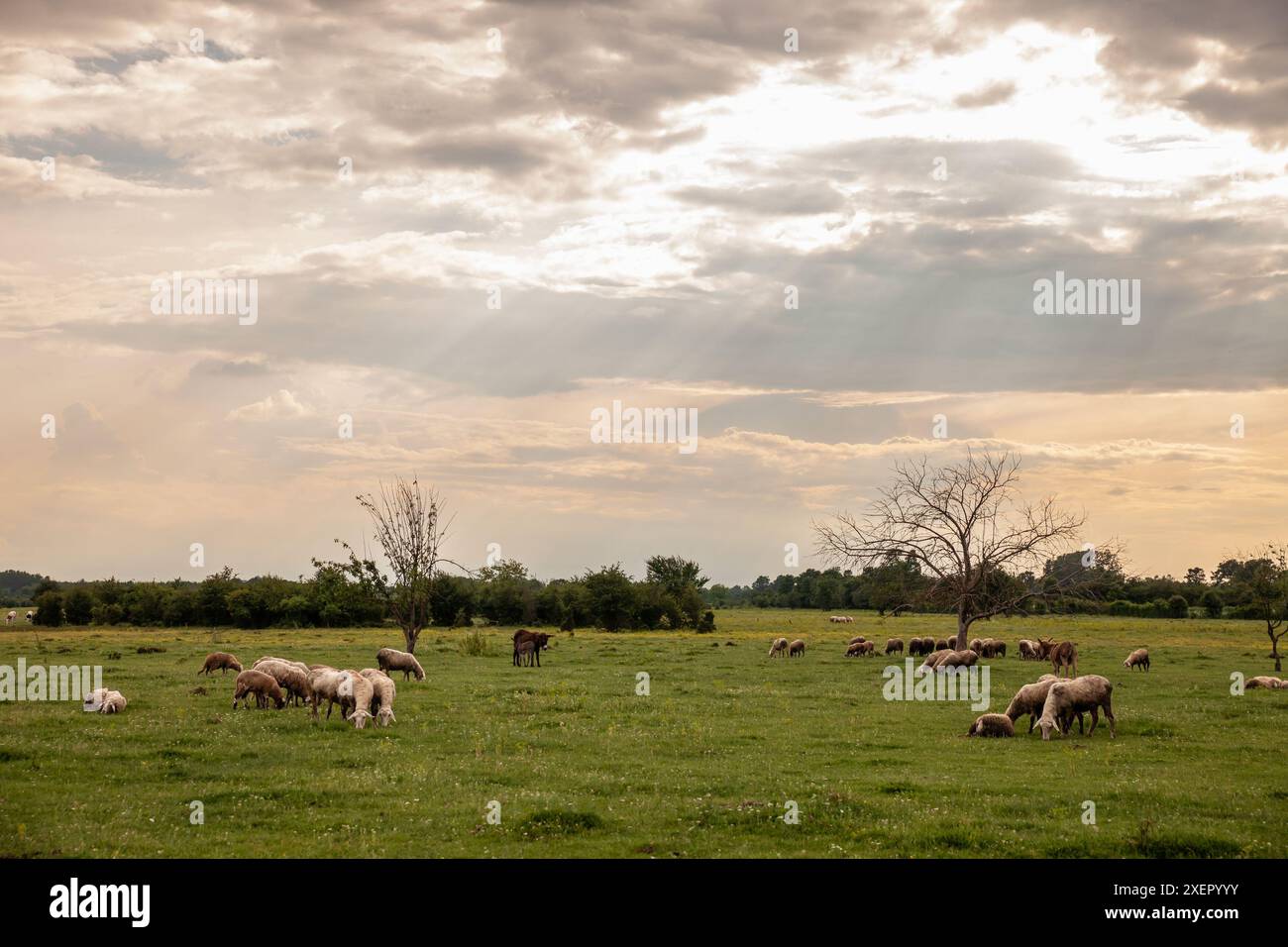 Picture of sheeps, white sheeps, standing in a pasture. Sheep are ...