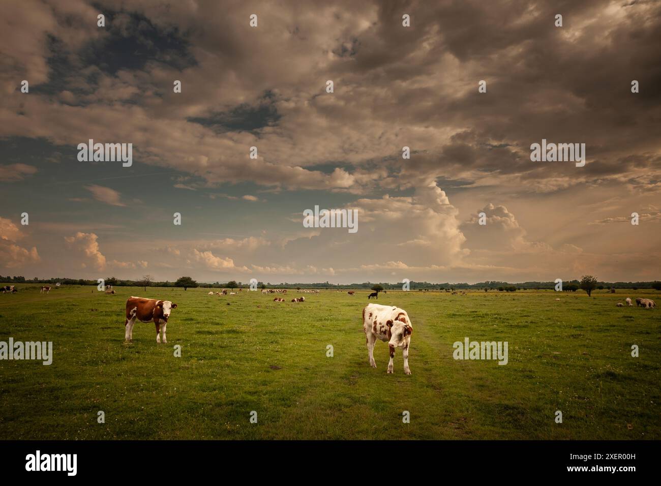Picture of a holstein cows standing in Zasavica, in Serbia. The ...