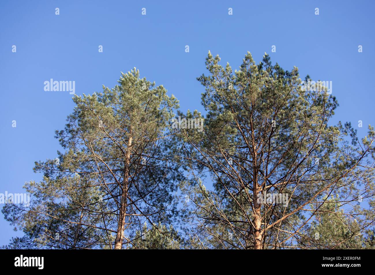 Single One Pine Tree in the Forest. Clear Blue Sky in Background ...