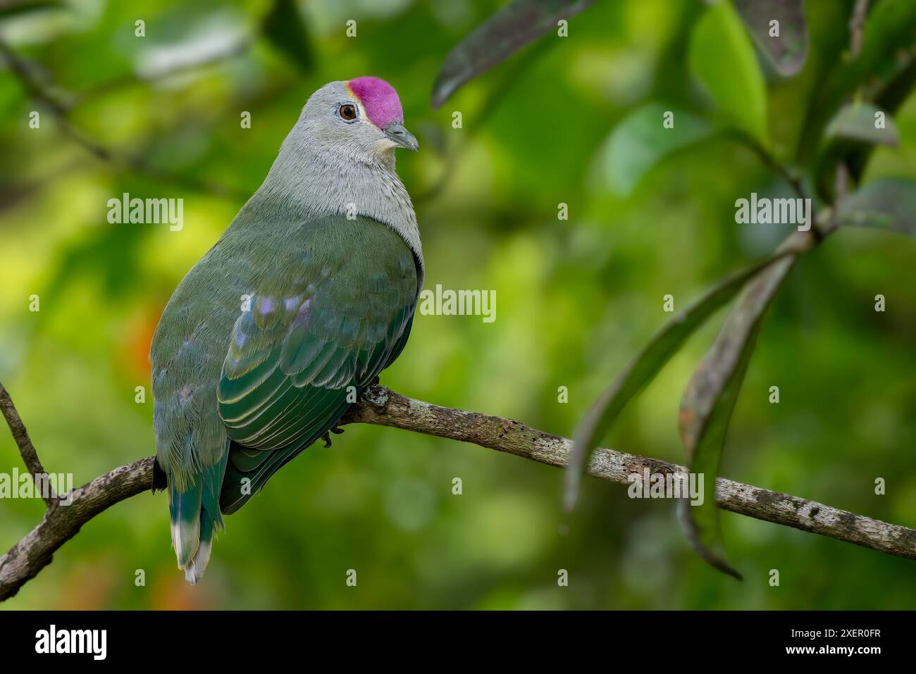 Rose-crowned Fruit Dove - Ptilinopus regina, beautiful colored fruit ...