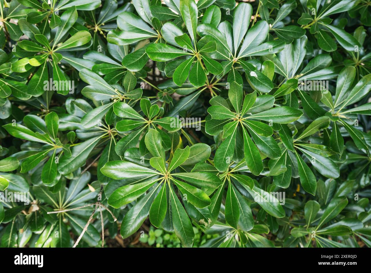A lush green bush with leaves that are shiny and wet Stock Photo - Alamy