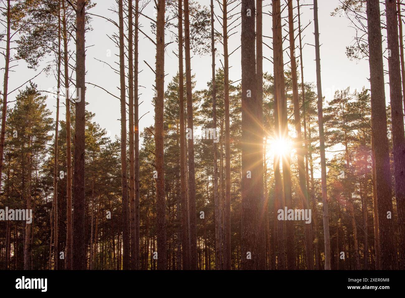Sunbeams through pine tree hi-res stock photography and images - Alamy