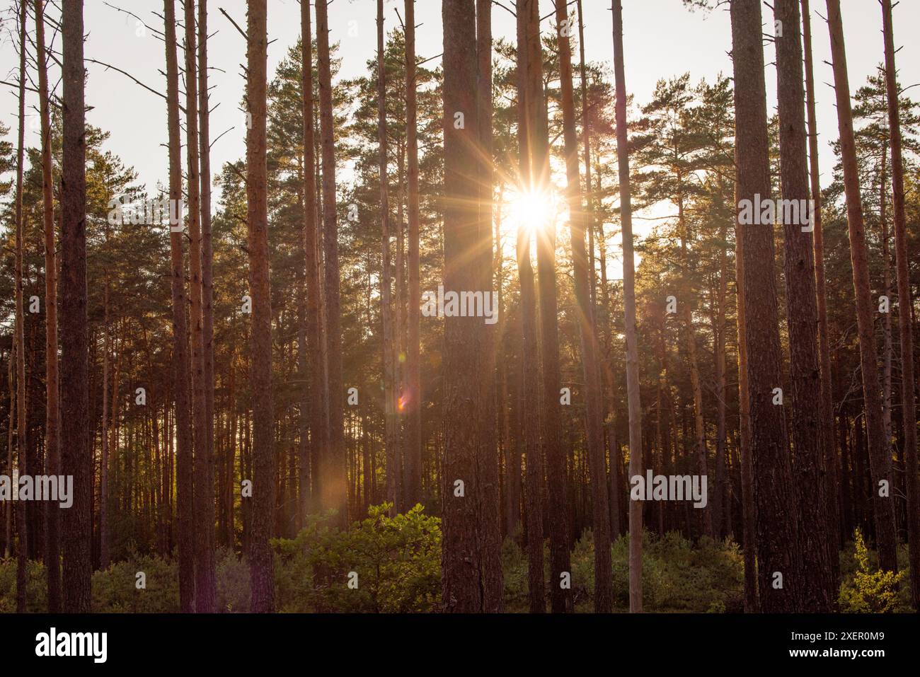 Sunbeams through pine tree hi-res stock photography and images - Alamy