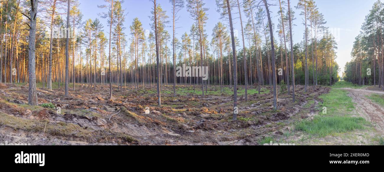 Panorama Aerial view of pine forest with large area of cut down trees ...