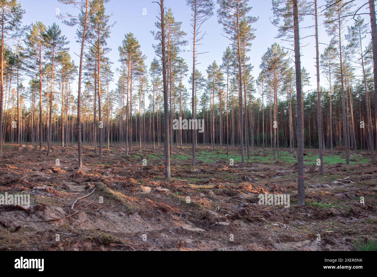 Aerial view of pine forest with large area of cut down trees as result ...