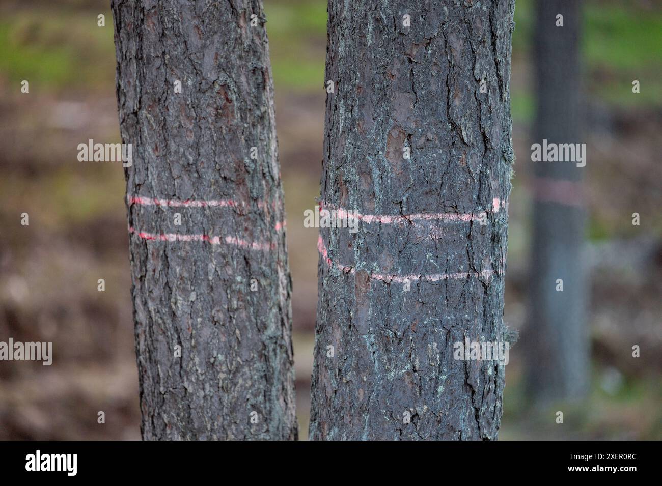 Marked tree hi-res stock photography and images - Alamy
