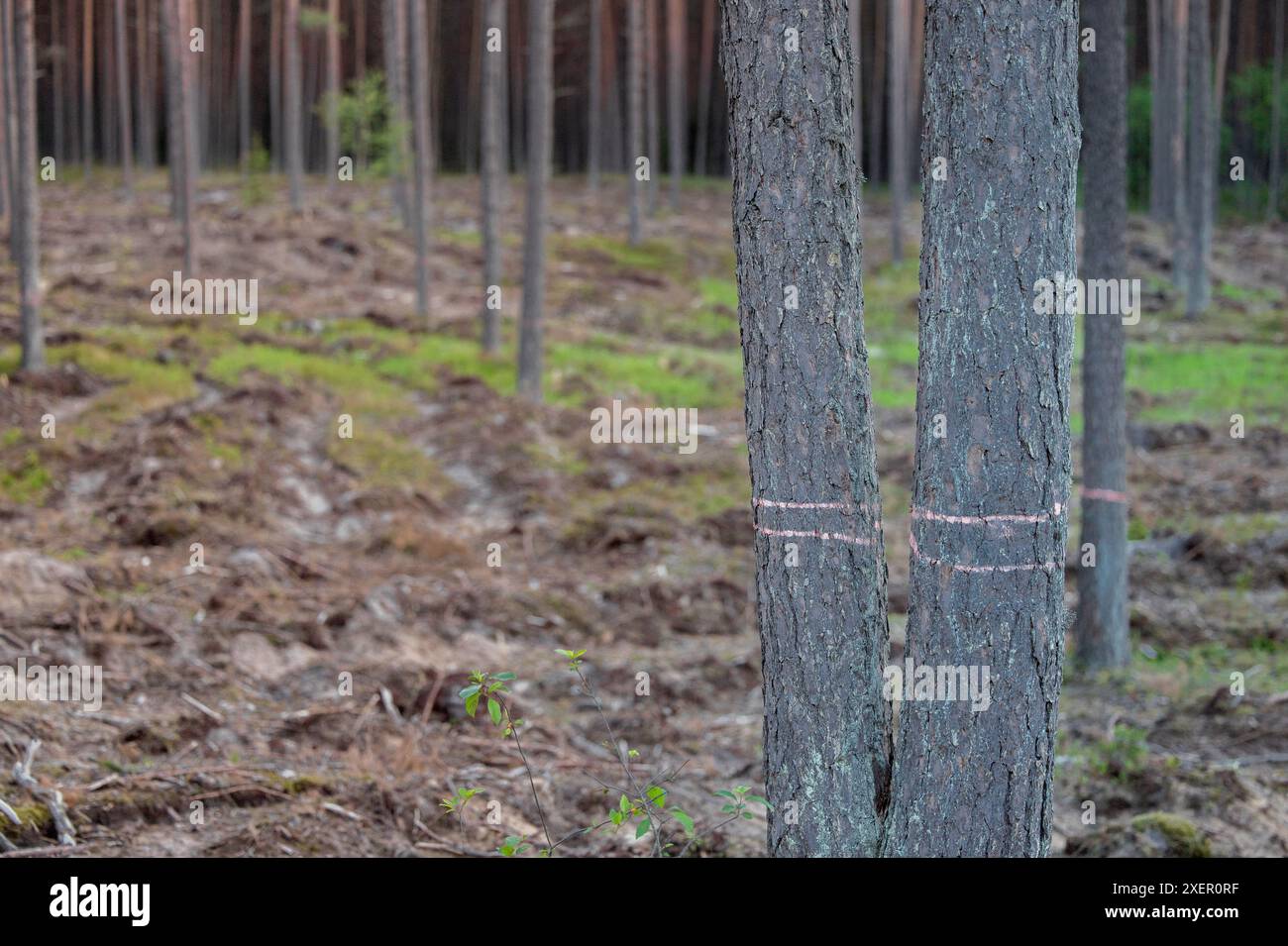 Marked tree hi-res stock photography and images - Alamy