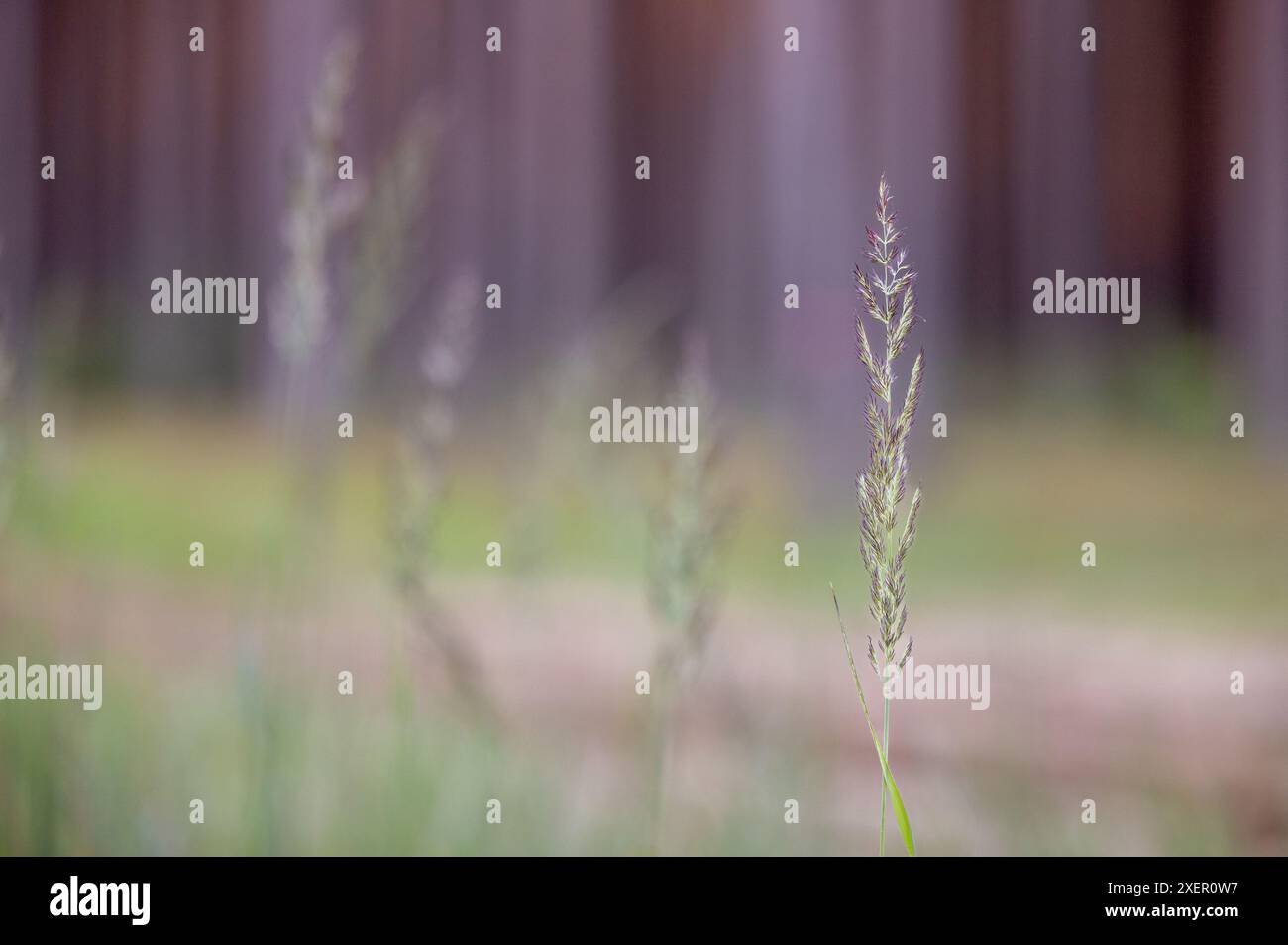 Agrostis or Calamagrostis Purpurea Close Up Grass in Blurry Background ...