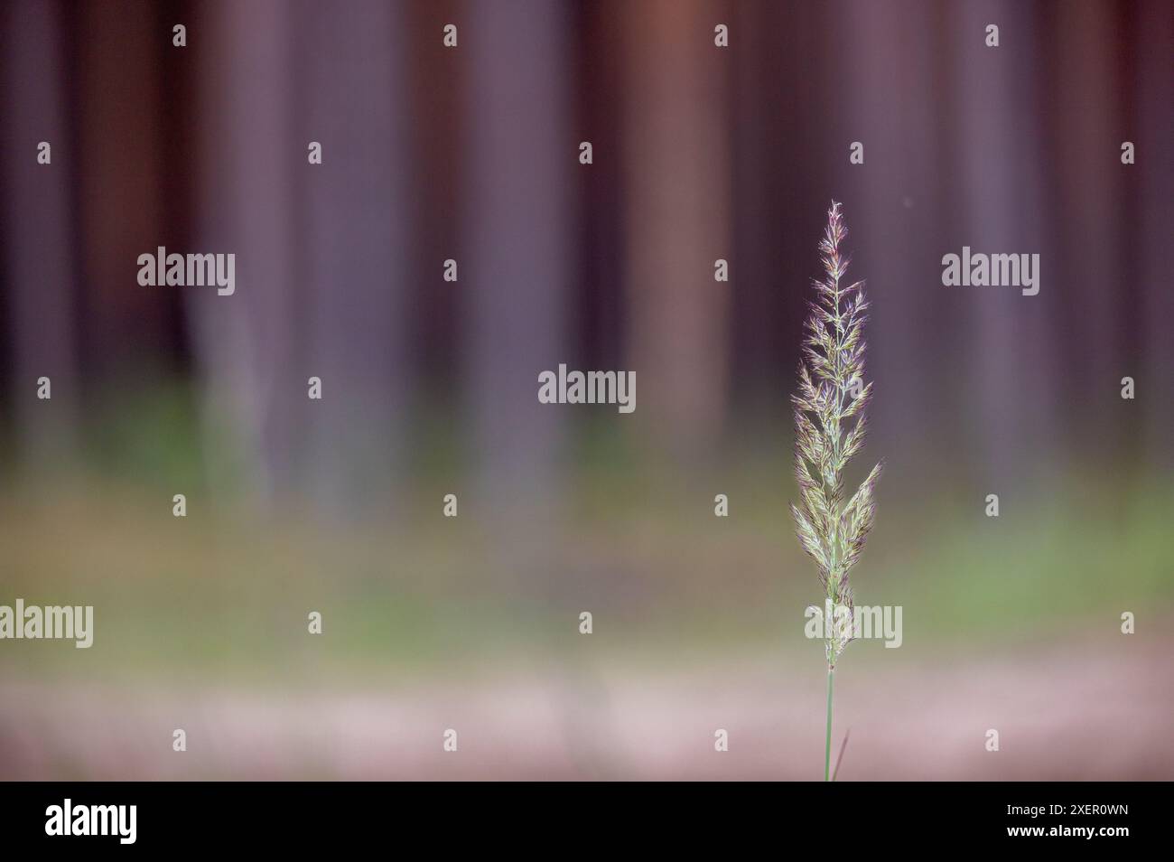 Agrostis or Calamagrostis Purpurea Close Up Grass in Blurry Background ...