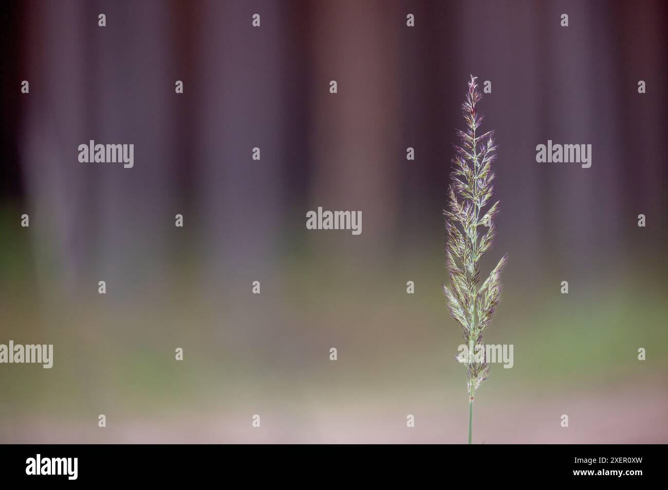 Agrostis or Calamagrostis Purpurea Close Up Grass in Blurry Background ...