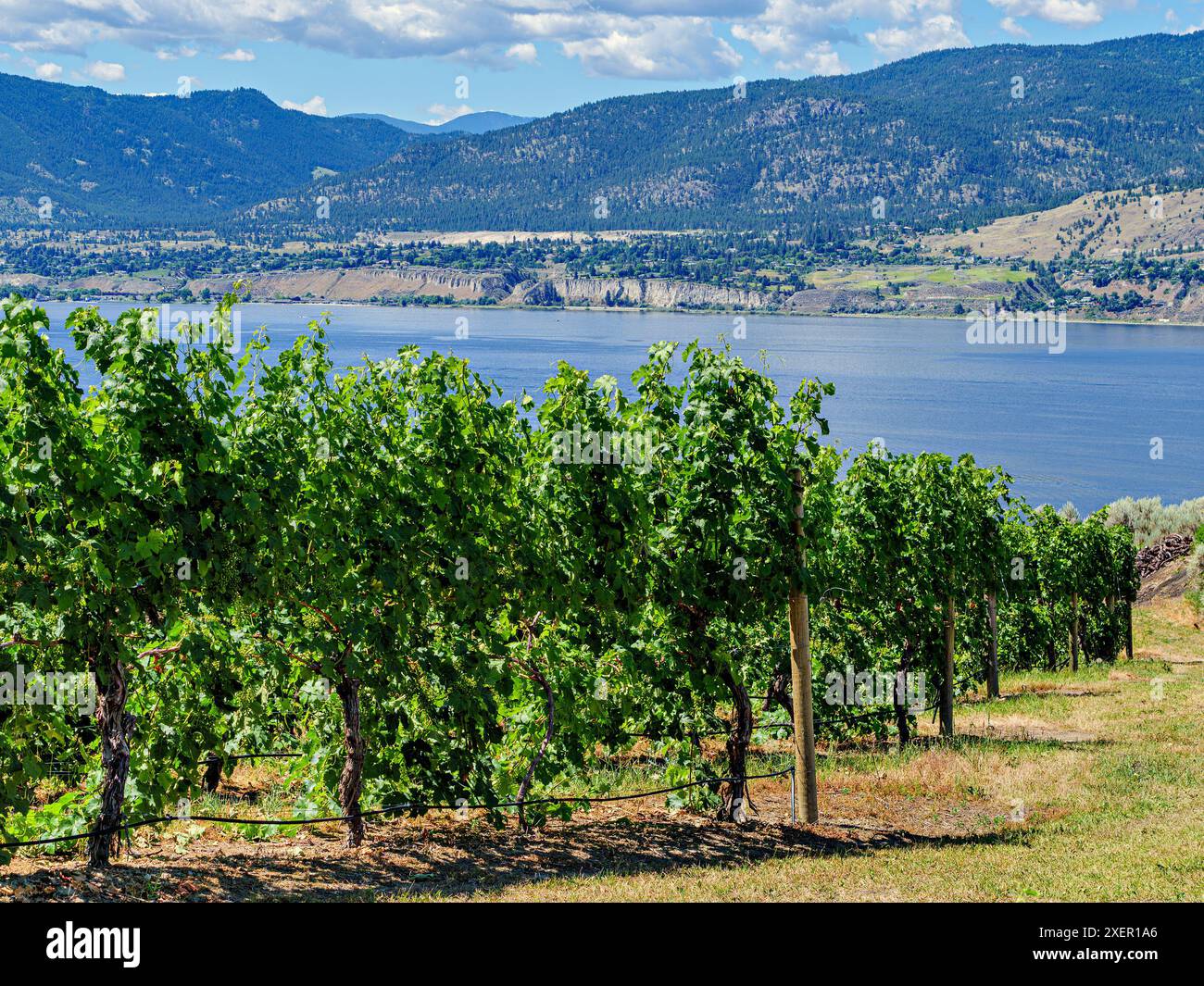 Beautiful overview of Okanagan lake and mountains over the vine yard ...