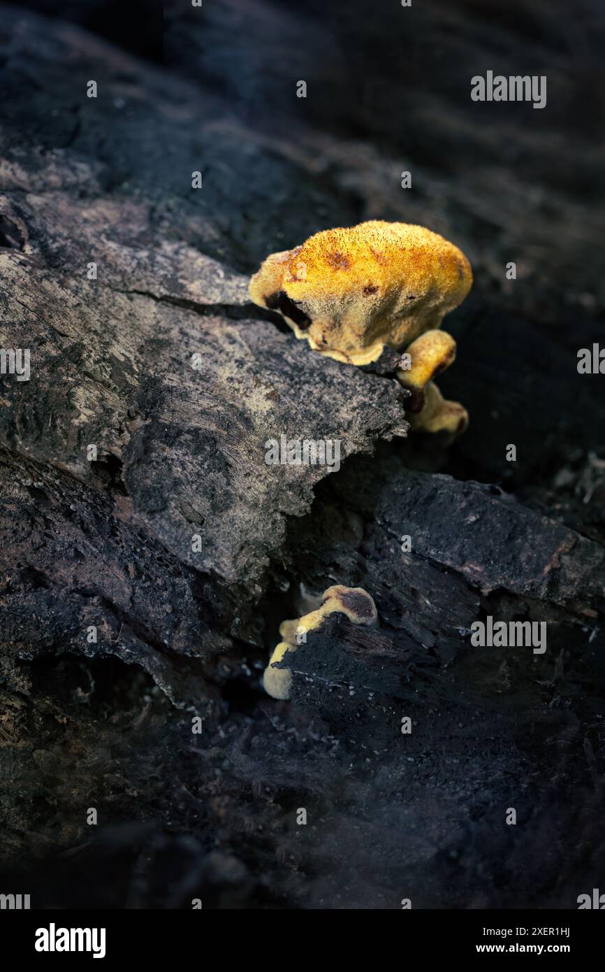 A mushroom is growing on a rock. The mushroom is yellow and has a brown ...