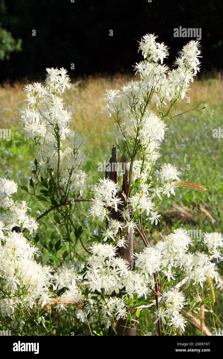 Jasmine genus hi-res stock photography and images - Alamy