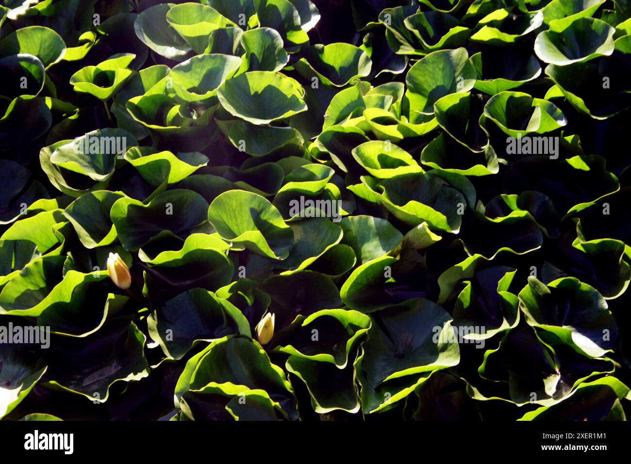 Aquatic plants morphology hi-res stock photography and images - Alamy