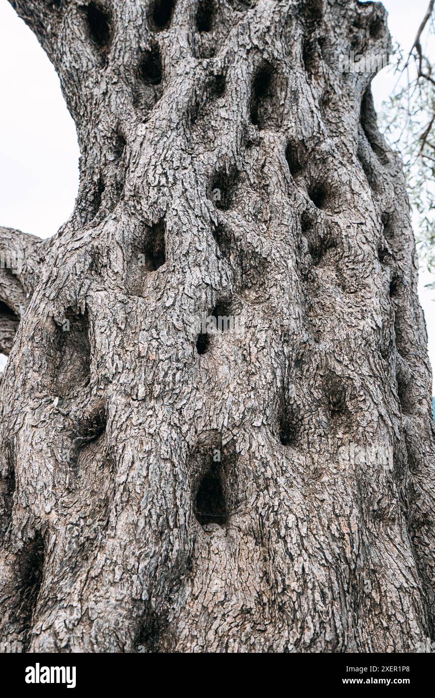Close-up of an ancient olive tree trunk, showcasing its textured bark ...