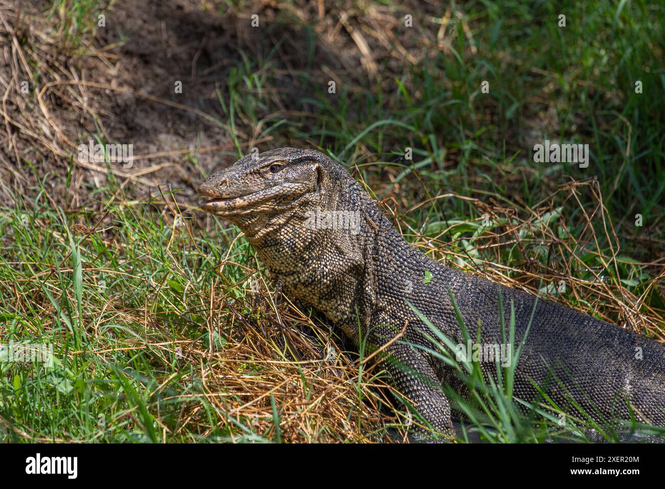 Asian water monitor, Thailand Stock Photo - Alamy