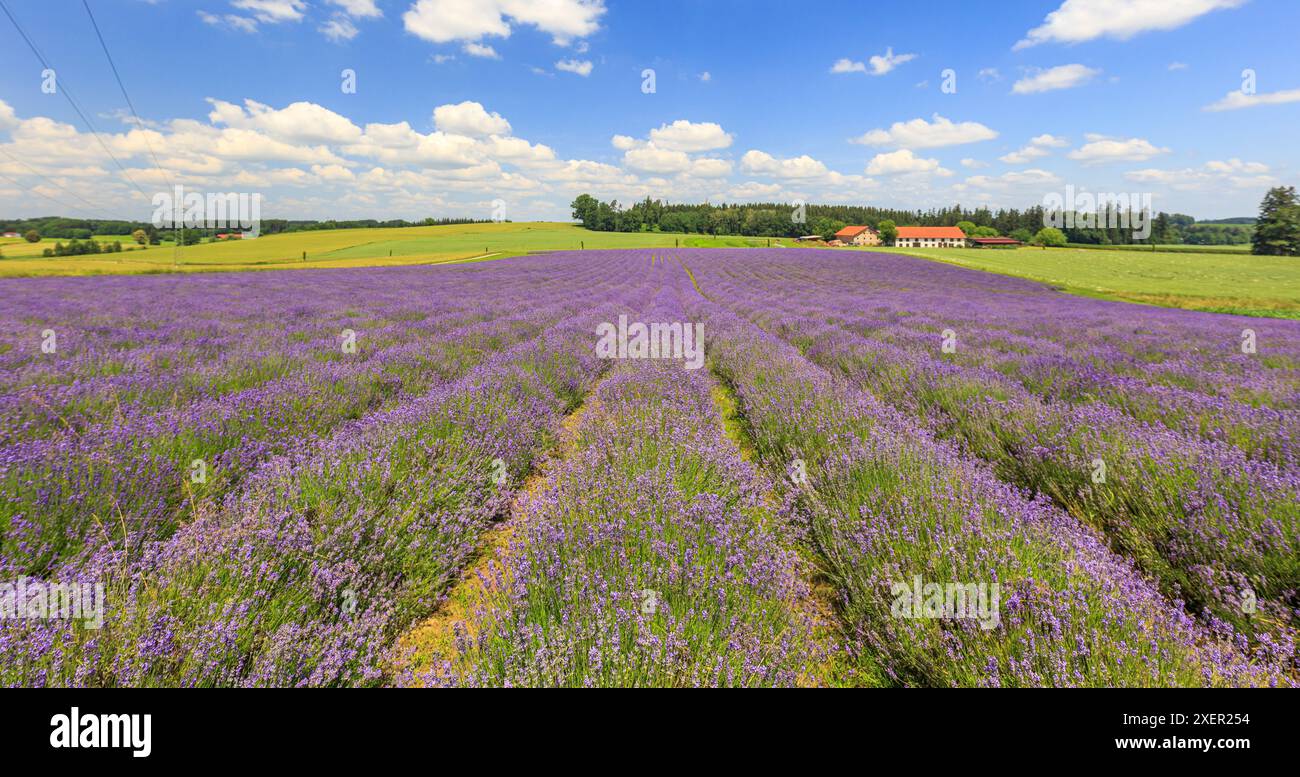 Lavender field in Adlstrass Bavaria Stock Photo - Alamy