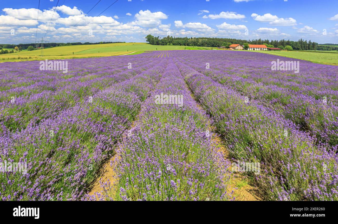Lavender field in Adlstrass Bavaria Stock Photo - Alamy