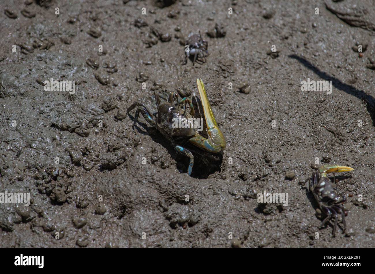 mangrove crabs in mud Stock Photo - Alamy