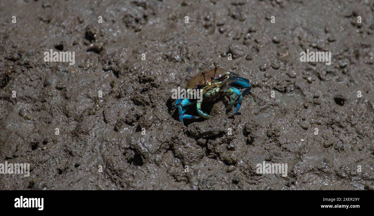 mangrove crabs in mud Stock Photo - Alamy