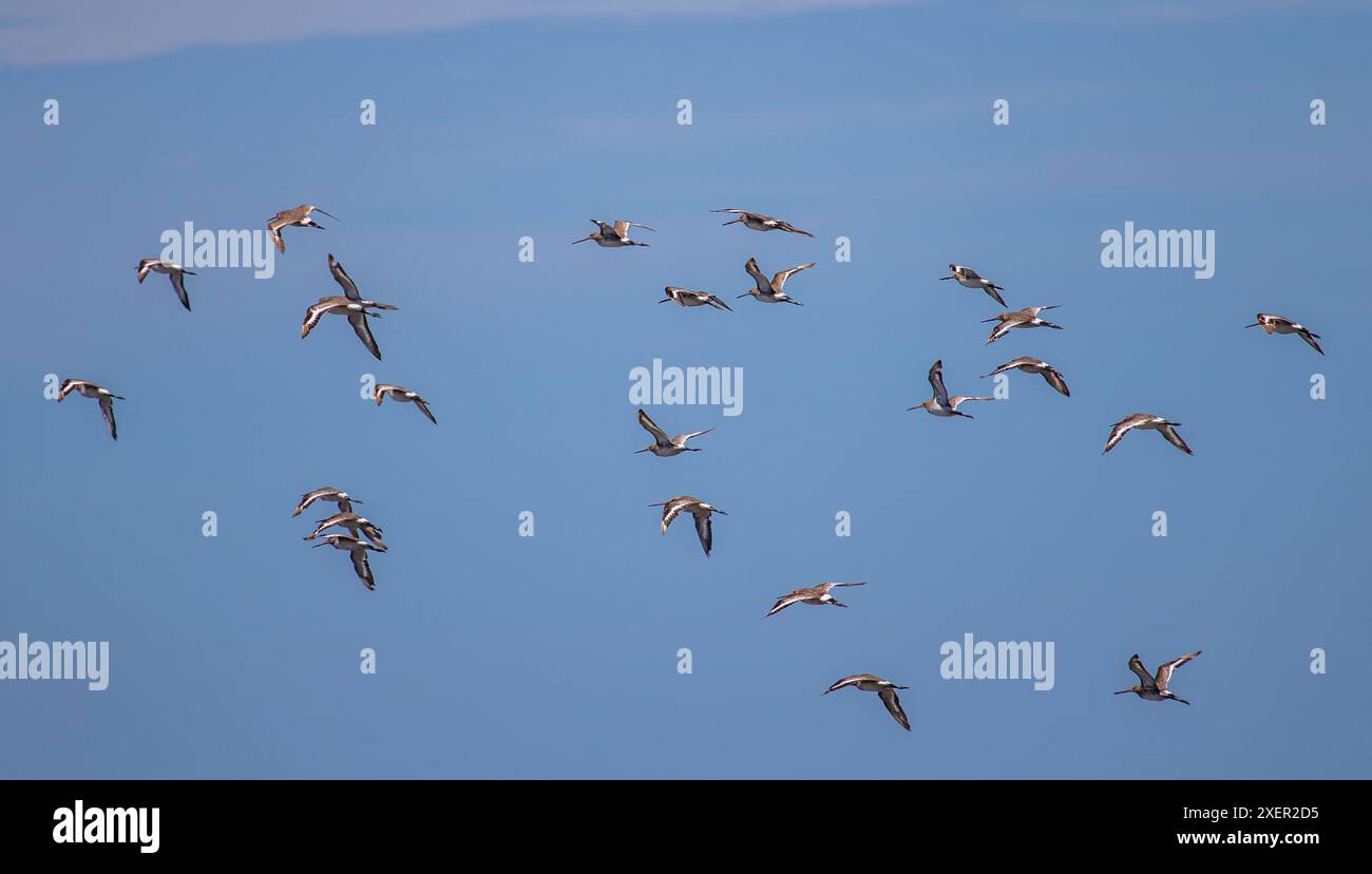 sand pipers flying and eating Stock Photo - Alamy