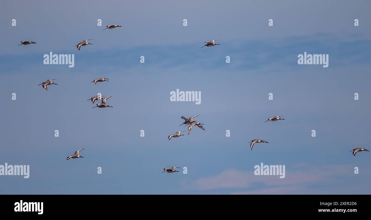 sand pipers flying and eating Stock Photo - Alamy