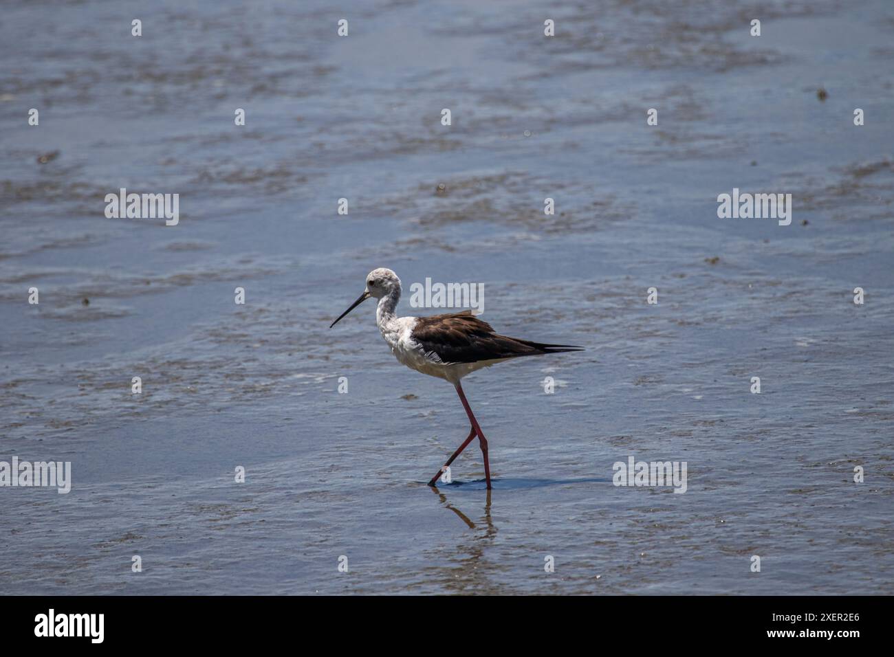 Stilt legs hi-res stock photography and images - Alamy