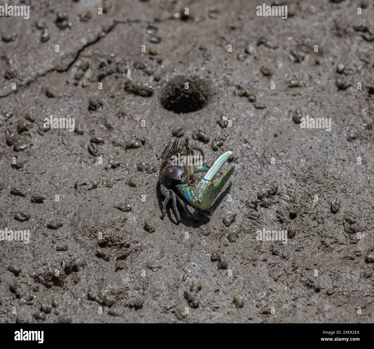 mangrove crabs in mud Stock Photo - Alamy