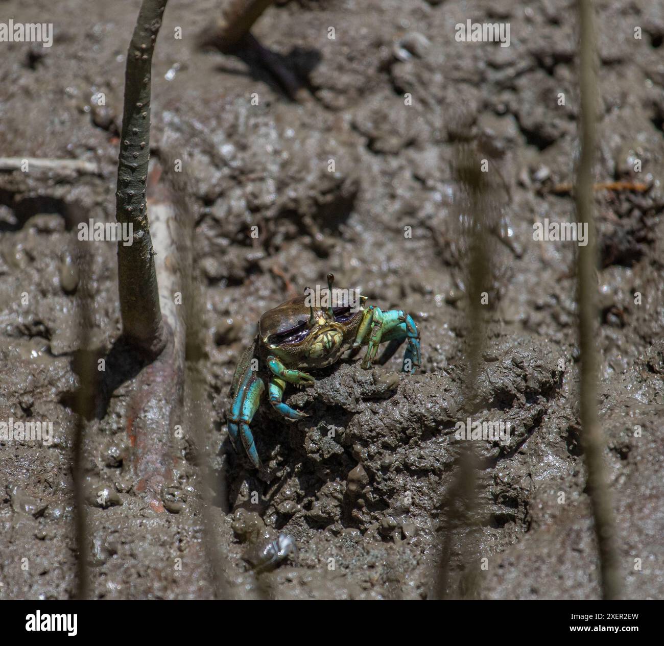 mangrove crabs in mud Stock Photo - Alamy