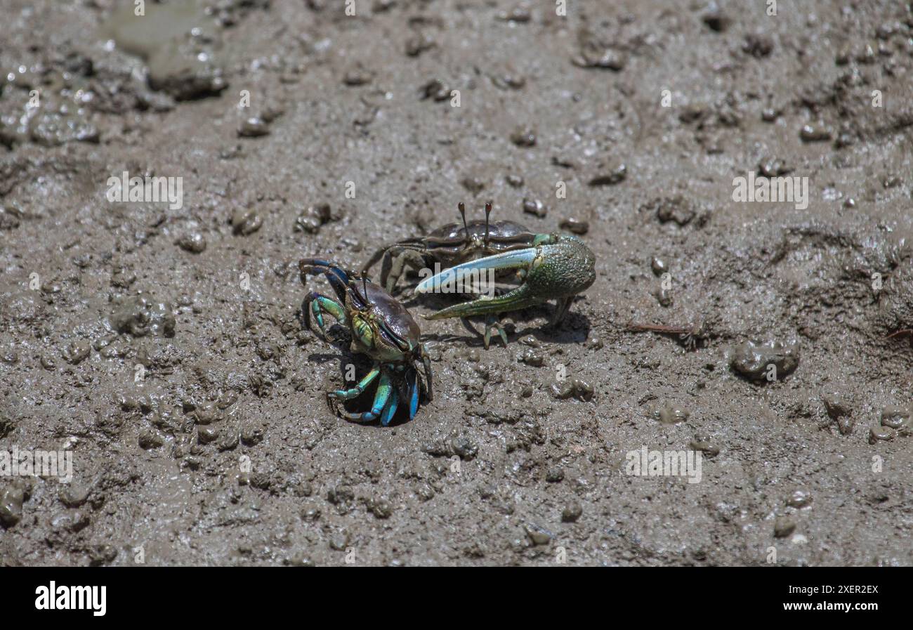 mangrove crabs in mud Stock Photo - Alamy