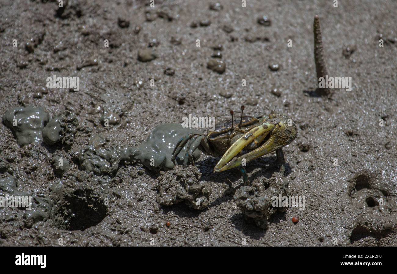 mangrove crabs in mud Stock Photo - Alamy