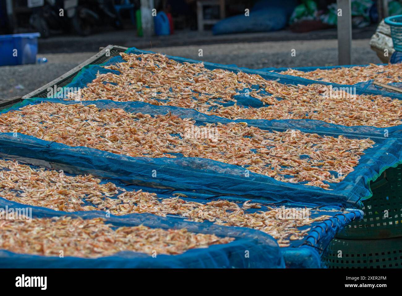Shrimp drying hi-res stock photography and images - Alamy