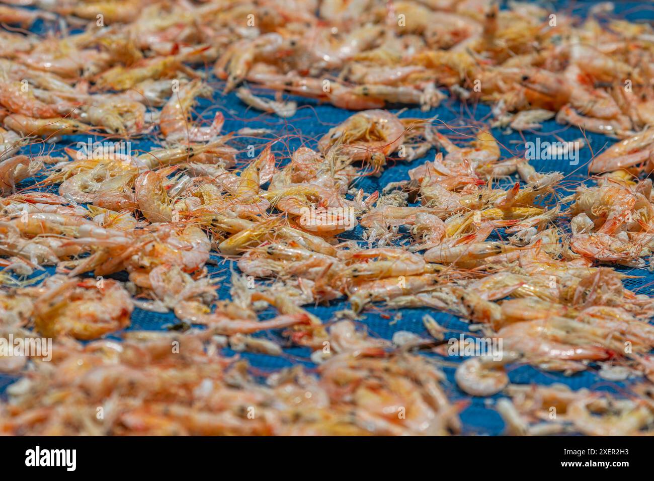 Shrimp drying hi-res stock photography and images - Alamy