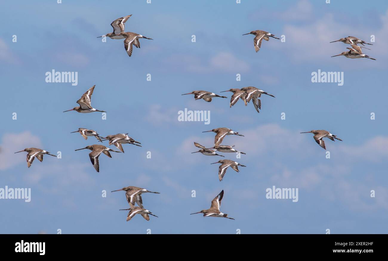Flying bird sand hi-res stock photography and images - Alamy