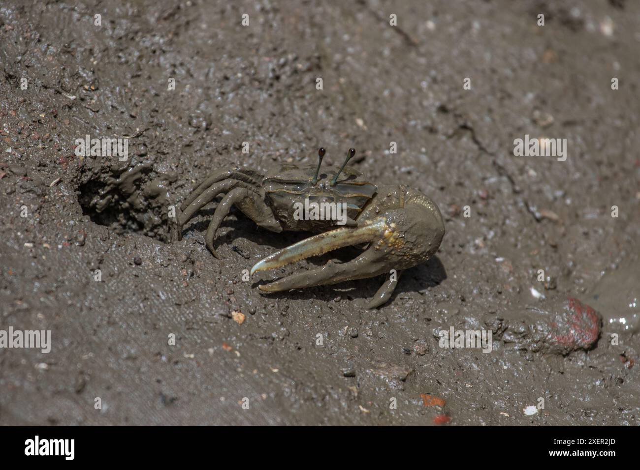 mangrove crabs in mud Stock Photo - Alamy