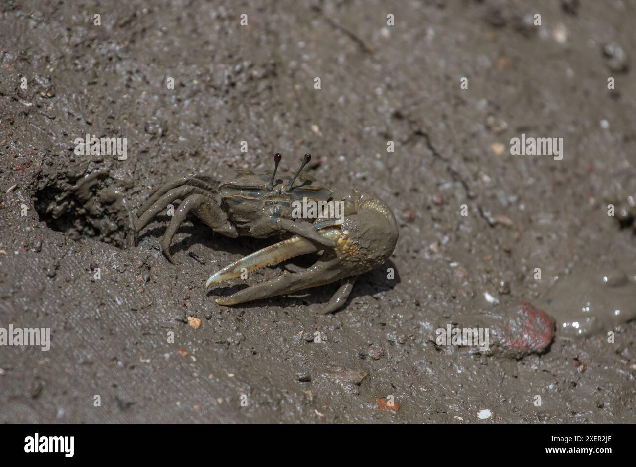 mangrove crabs in mud Stock Photo - Alamy