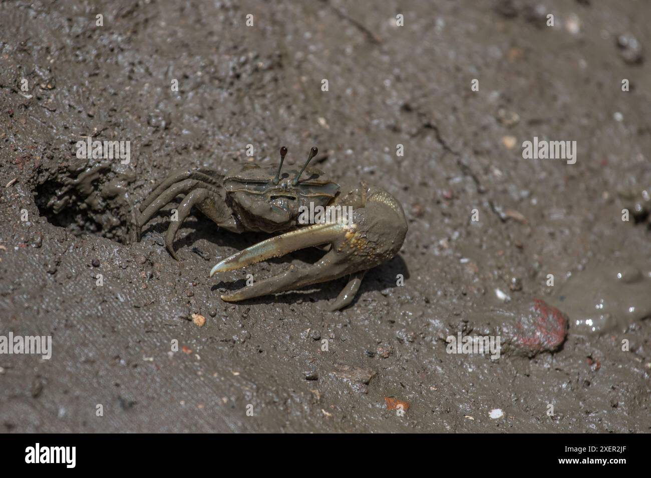 mangrove crabs in mud Stock Photo - Alamy