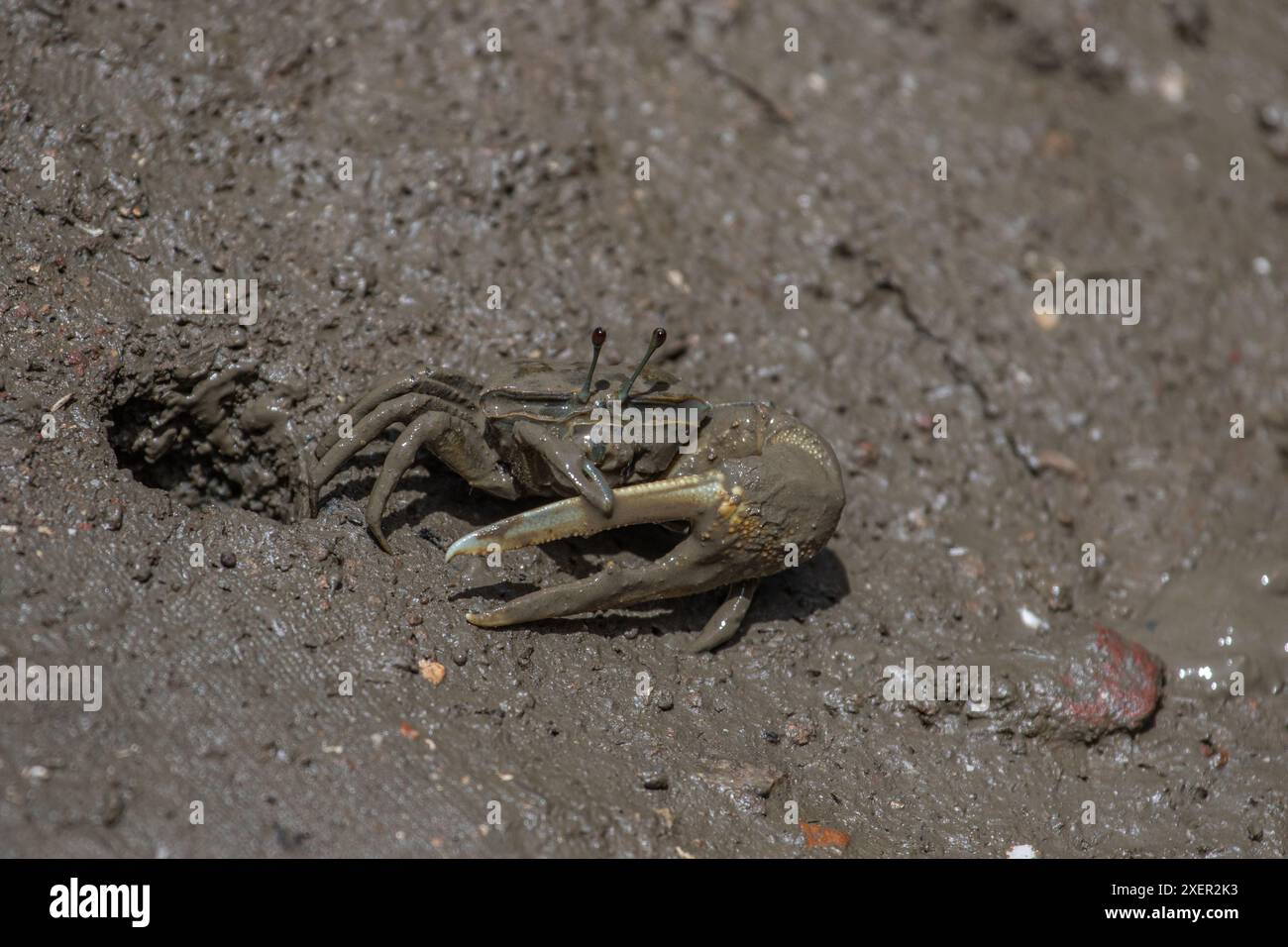 mangrove crabs in mud Stock Photo - Alamy