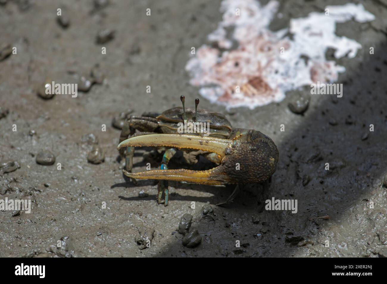 mangrove crabs in mud Stock Photo - Alamy