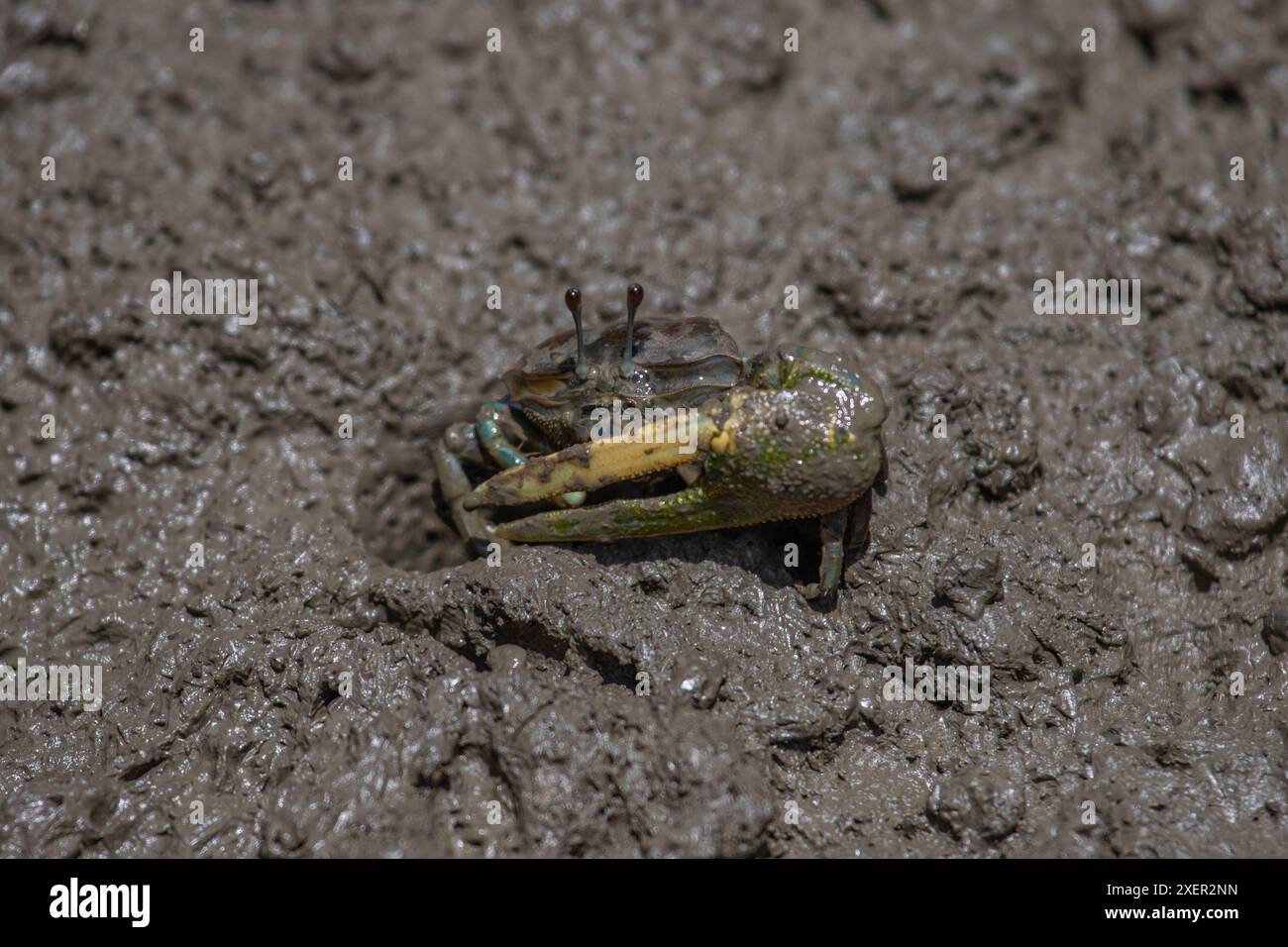 mangrove crabs in mud Stock Photo - Alamy